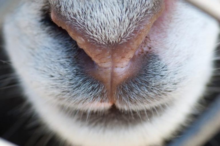 Amazing Goat Eyes and Remarkable Senses! - Goat Journal